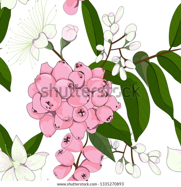 Hand Drawn Lilly Pilly Flower Riberryaustralia Stock Vector (Royalty ...