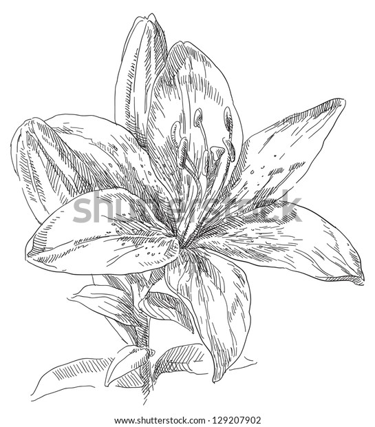 Hand Drawn Lily Flowers Stock Vector (Royalty Free) 129207902