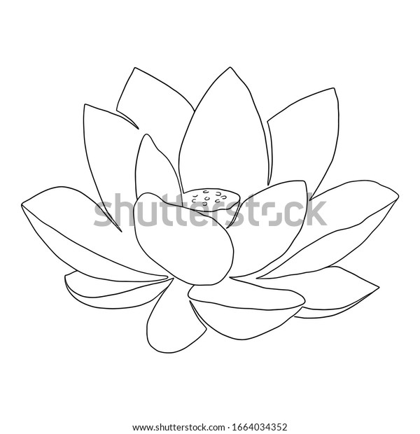 Hand Drawn Lotus Flower Line Art Stock Vector (Royalty Free) 1664034352 ...