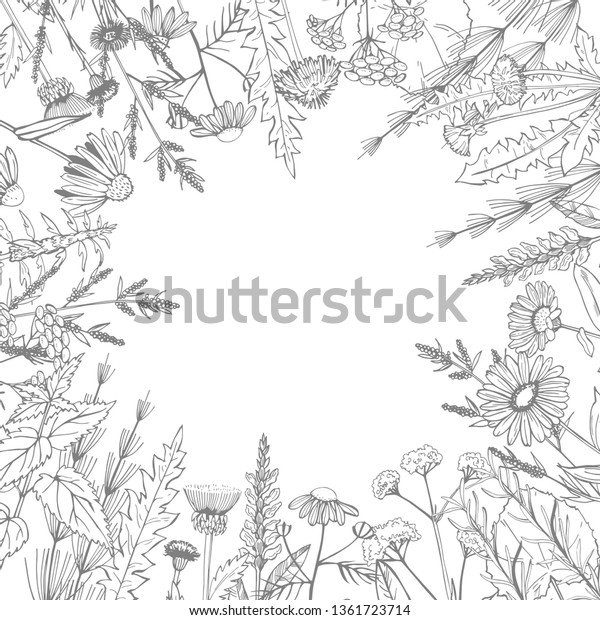 Hand Drawn Medicinal Herbsvector Sketch Illustration Stock Vector ...