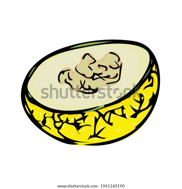 Hand Drawn Melon Illustration Isolated On Stock Vector (Royalty Free ...