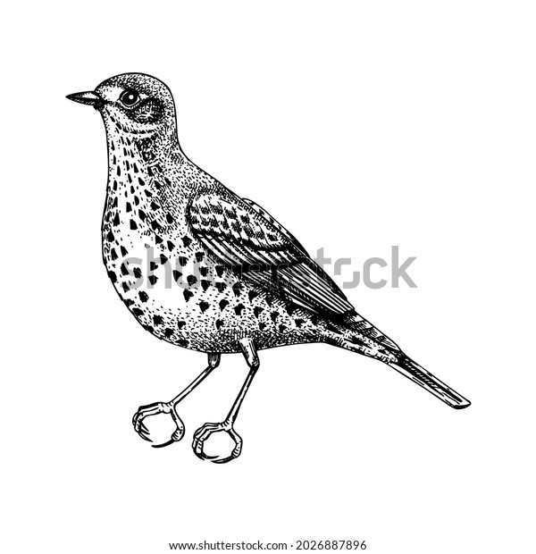 Hand Drawn Mistle Thrush Vector Illustration Stock Vector (Royalty Free ...