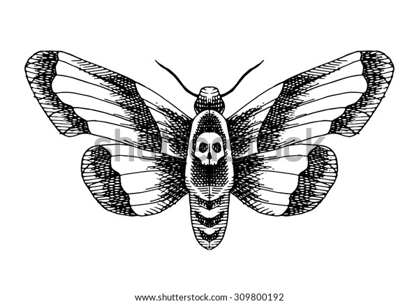 Stock vektor „Hand Drawn Moth On White Board“ (bez autorských poplatků ...