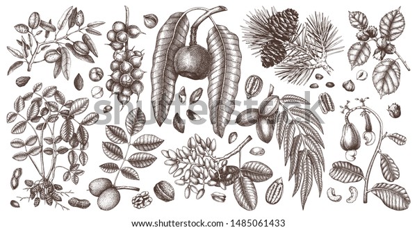 Hand Drawn Nut On Trees Plants Stock Vector (Royalty Free) 1485061433 ...