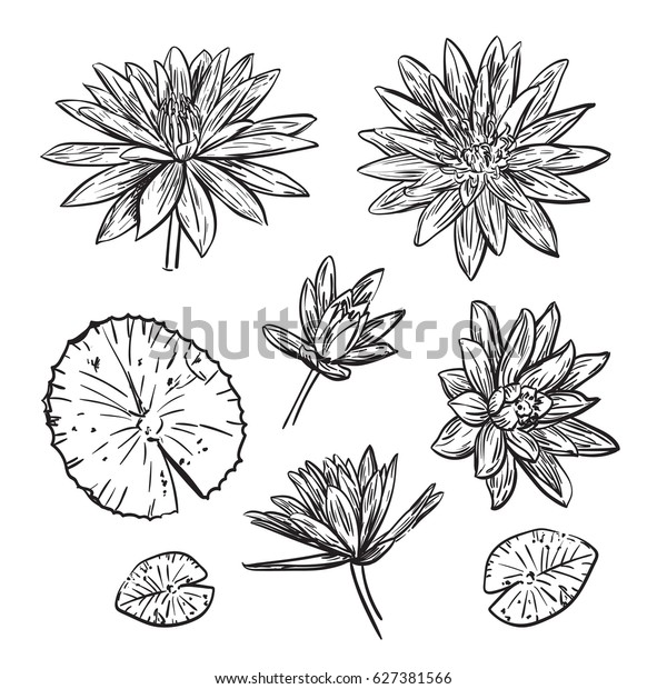 Hand Drawn Nymphaea Illustration Sketch Different Stock Vector (Royalty ...