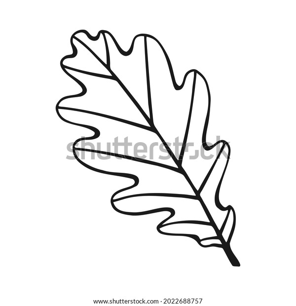 Hand Drawn Oak Leaf Outline Oak Stock Vector (Royalty Free) 2022688757 ...