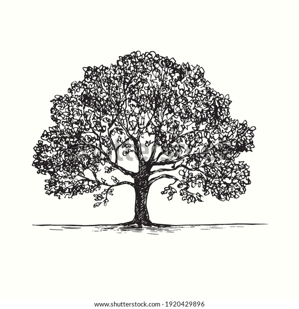 26,190 Doodles Oak Images, Stock Photos & Vectors | Shutterstock