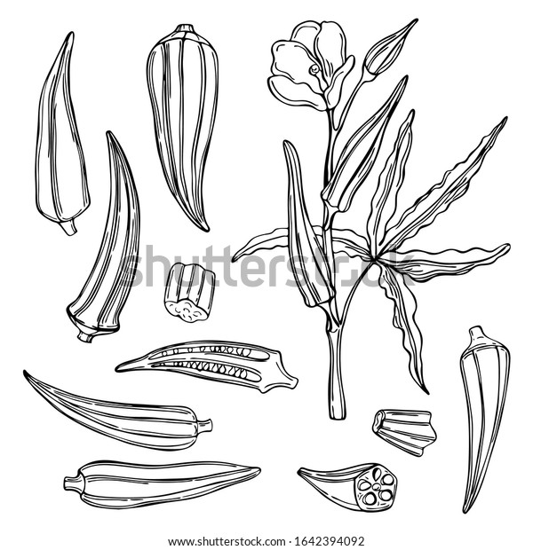 Hand Drawn Okra Vector Sketch Illustration Stock Vector (Royalty Free ...