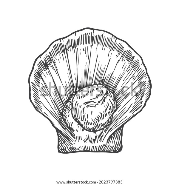 Hand Drawn Open Scallop Shell Vector Stock Vector (Royalty Free ...