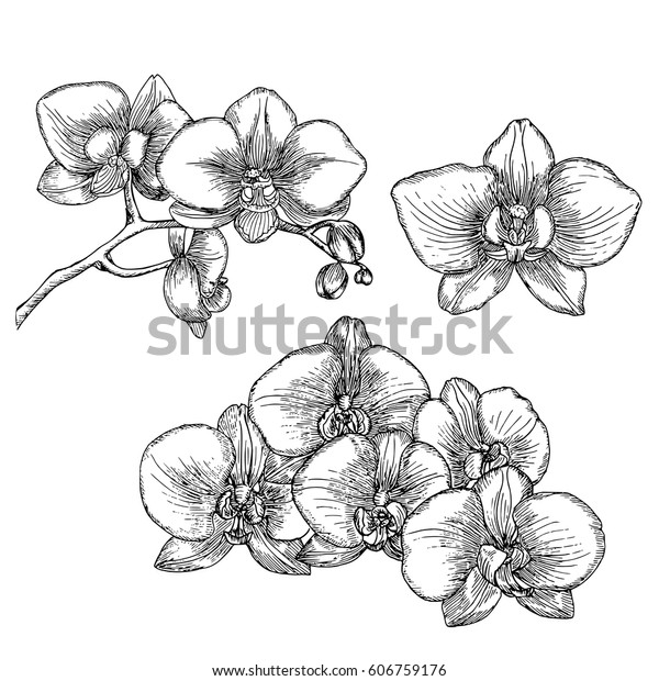 Vector de stock (libre de regalías) sobre Orquídea dibujada a mano ...