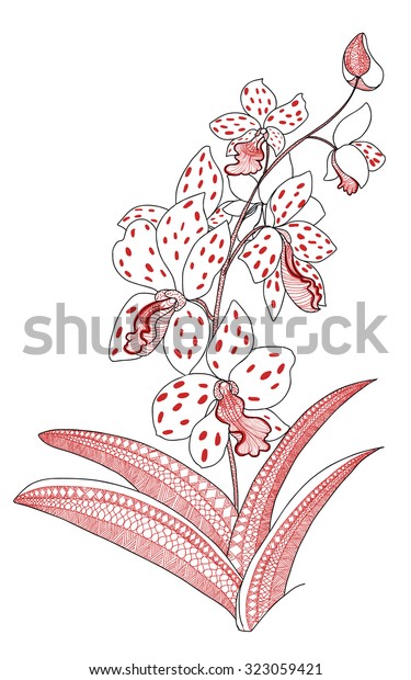 Hand Drawn Orchid Flower Doodle Style Stock Vector (Royalty Free ...