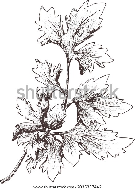 Hand Drawn Outline Abstract Vector Image Stock Vector (Royalty Free ...