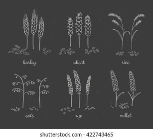 Hand Drawn Outline Cereals Grains On 库存矢量图（免版税）428356321 | Shutterstock