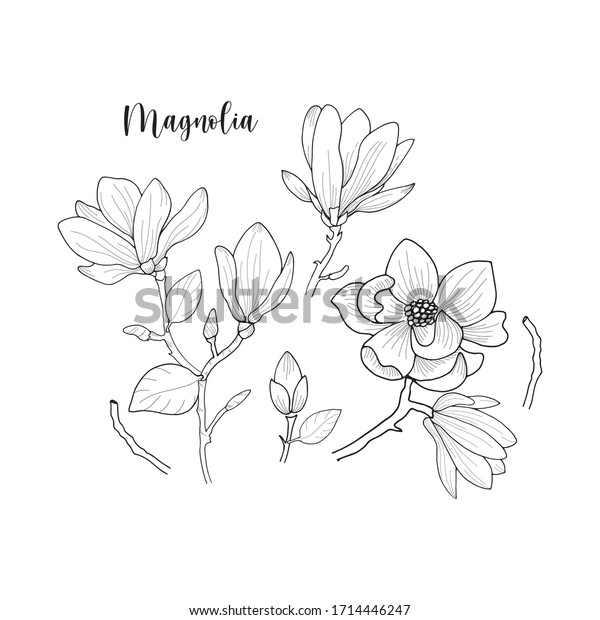 Hand Drawn Outline Floral Element Magnolia Stock Vector (Royalty Free ...