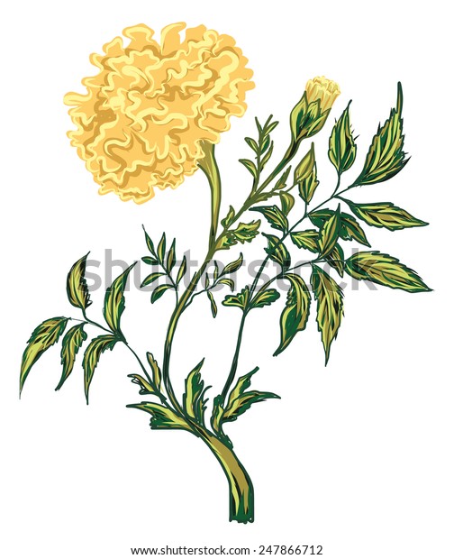 Hand Drawn Painting Isolate Marigold Flower Stock Vector (Royalty Free ...