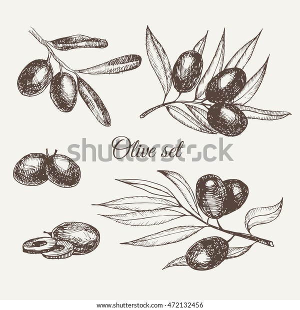 Hand Drawn Pencil Olive Set Branch Stock Vector (Royalty Free ...