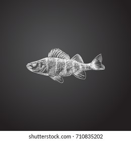 Hand Drawn Perch Sketch Symbol Vector Stock Vector (Royalty Free) 710835202