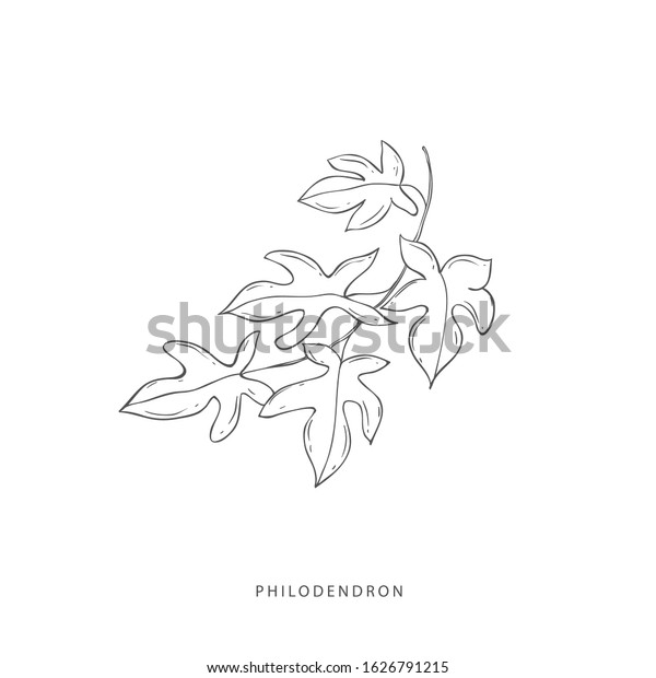 Hand Drawn Plant Branches Greenery Design Stock Vector (Royalty Free ...