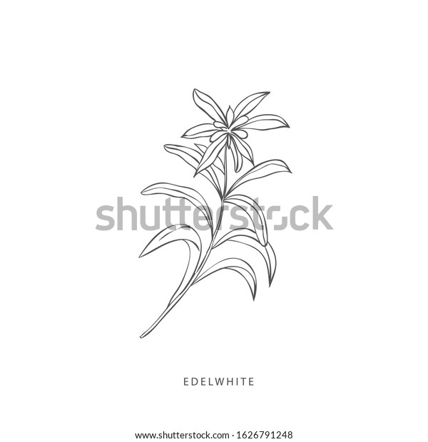 Hand Drawn Plant Branches Greenery Design Stock Vector (Royalty Free ...