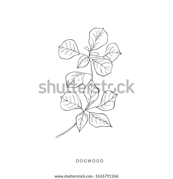 Hand Drawn Plant Branches Greenery Design Stock Vector (Royalty Free ...