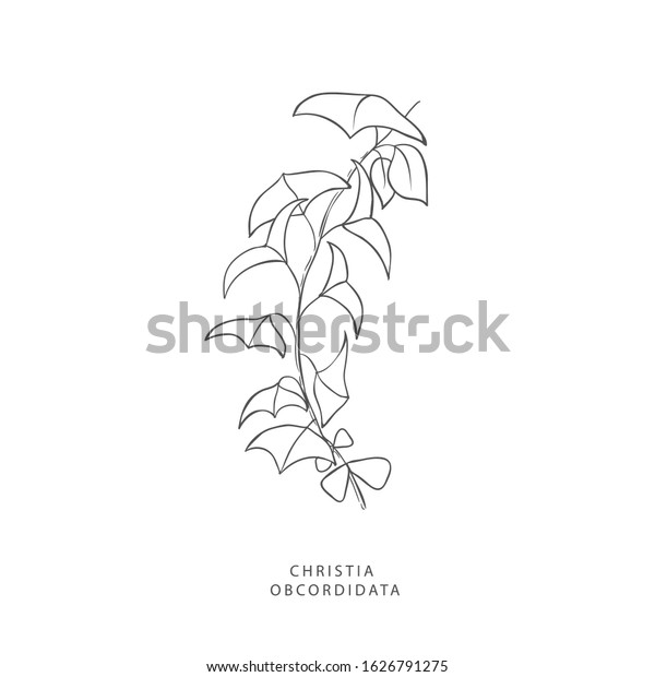 Hand Drawn Plant Branches Greenery Design Stock Vector (Royalty Free ...