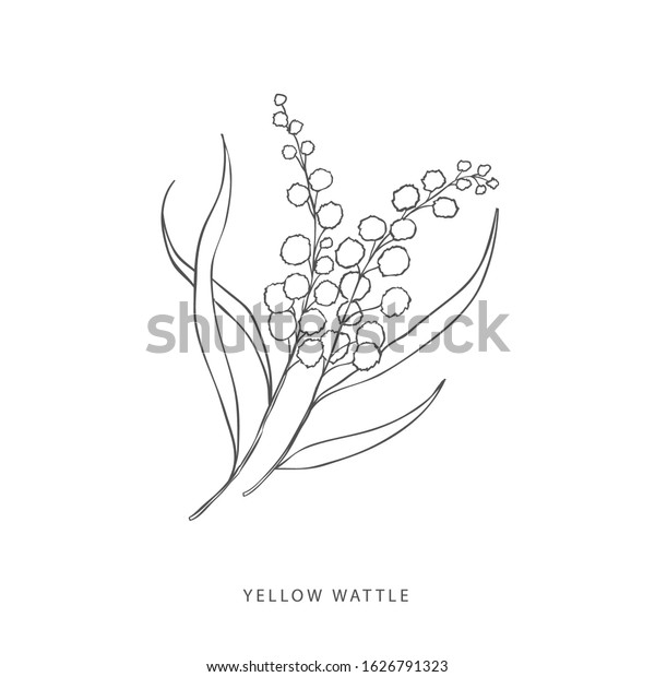 Hand Drawn Plant Branches Greenery Design Stock Vector (Royalty Free ...