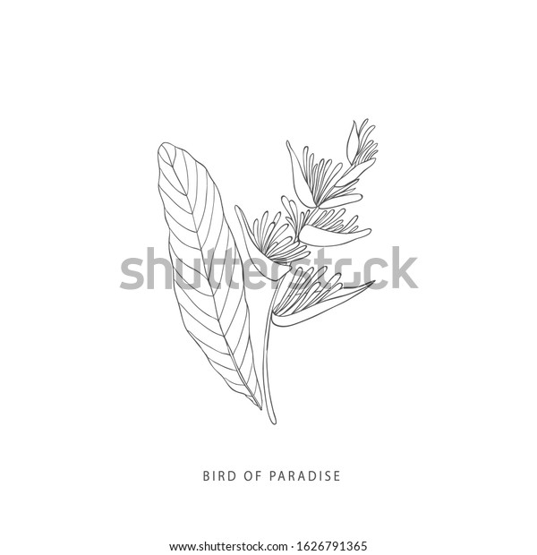 Hand Drawn Plant Branches Greenery Design Stock Vector (Royalty Free ...