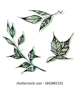 Hand Drawn Plant Branches Vector Illustration Stock Vector (Royalty ...