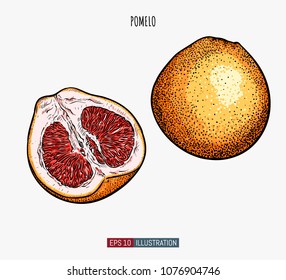 Hand Drawn Pomelo Fruit Isolated Template Stock Vector (Royalty Free ...