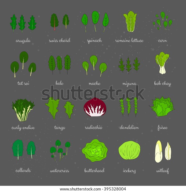 Hand Drawn Popular Types Salad Leafy Stock Vector (Royalty Free) 395328004