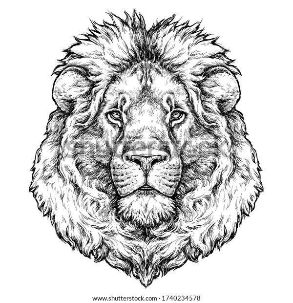 Hand Drawn Portrait Lion Vector Illustration Stock Vector (Royalty Free ...