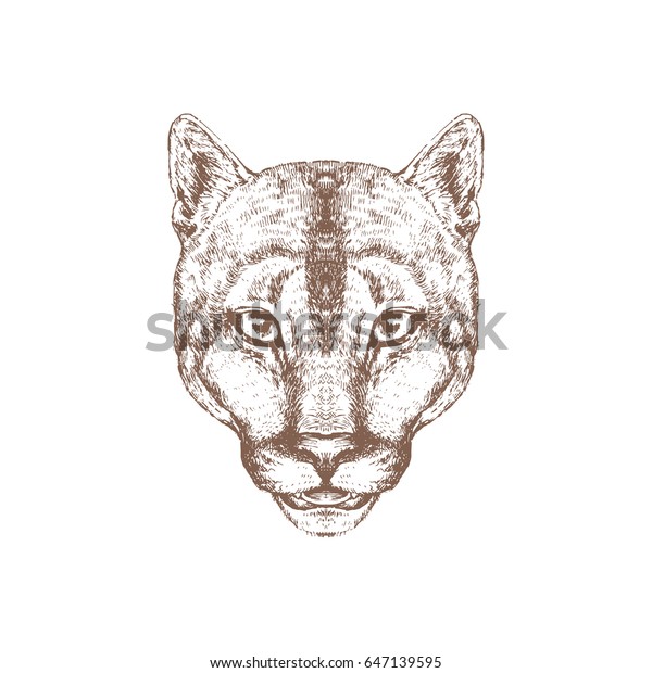 Hand Drawn Puma Portrait Isolated On Stock Vector (Royalty Free ...