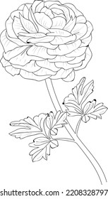 Hand Drawn Ranunculus Flower Vector Sketch Stock Vector (Royalty Free ...
