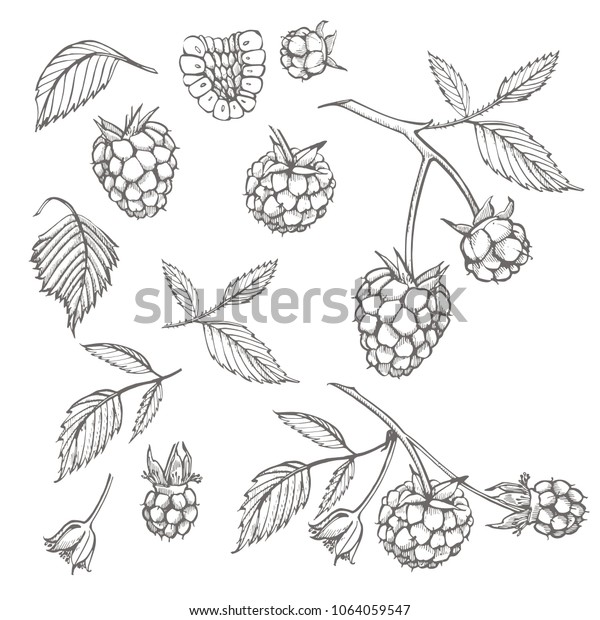 Hand Drawn Raspberry Set Isolated On Stock Vector (Royalty Free ...
