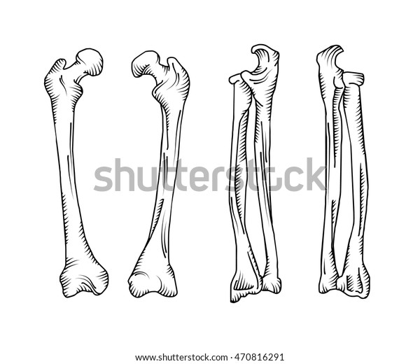 Hand Drawn Realistic Human Bones Stock Vector (Royalty Free) 470816291