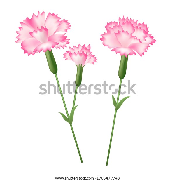 Hand Drawn Realistic Pink Carnation Flowers Stock Vector (Royalty Free ...