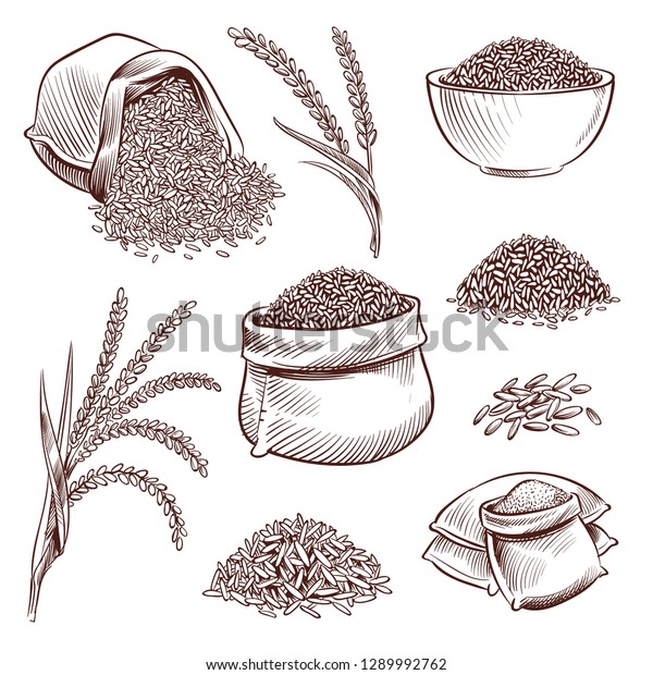 Hand Drawn Rice Doodle Sack Sketch Stock Vector (Royalty Free ...