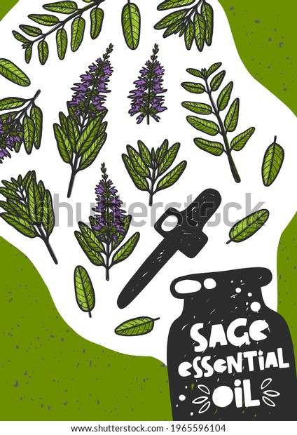Hand Drawn Sage Essential Oil Sketch Stock Vector (Royalty Free) 1965596104