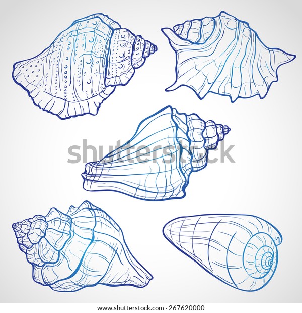 Hand Drawn Seashells Ink Style Vector Stock Vector (Royalty Free) 267620000