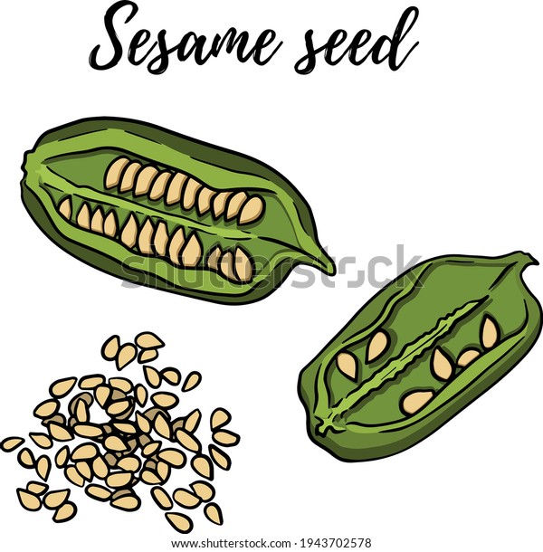 Hand Drawn Sesame Seeds Vector Illustration Stock Vector (Royalty Free ...