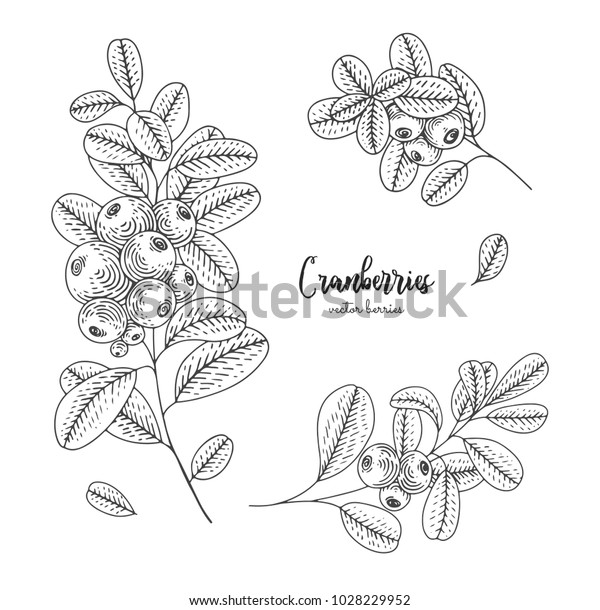Hand Drawn Set Cranberries Design Package Stock Vector (Royalty Free ...