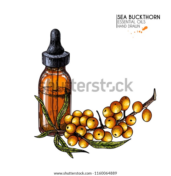 Hand Drawn Set Essential Oils Vector Stock Vector (Royalty Free ...