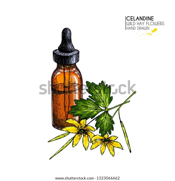 Hand Drawn Set Essential Oils Vector Stock Vector (Royalty Free ...