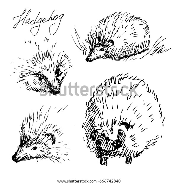Hand Drawn Set Hedgehogs Sketch Vector Stock Vector (Royalty Free ...