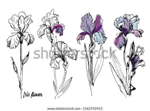 Hand Drawn Set Iris Flower Art Stock Vector (Royalty Free) 1562592415 ...