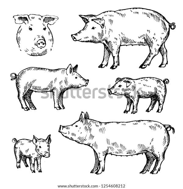 Hand Drawn Set Pigs Sketch Vector Stock Vector (Royalty Free ...