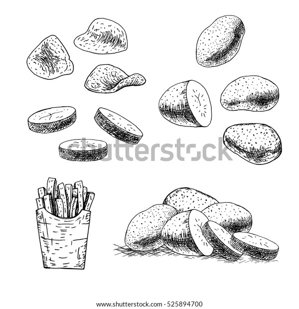 Hand Drawn Set Potato Retro Sketches Stock Vector (Royalty Free ...
