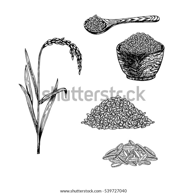 Hand Drawn Set Rice Retro Sketches Stock Vector (Royalty Free ...