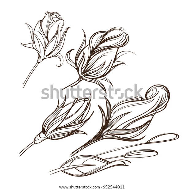 Hand Drawn Set Rose Buds Outline Stock Vector (Royalty Free) 652544011