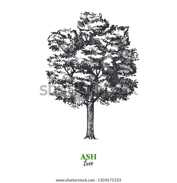 Hand Drawn Sketch Ash Tree Illustration Stock Vector (Royalty Free ...